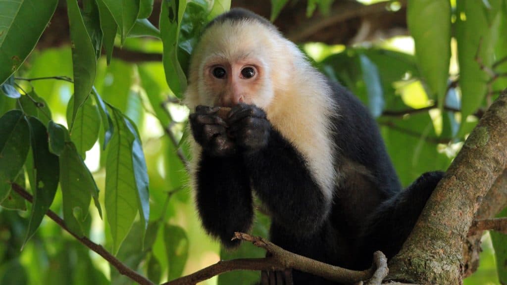 12 Reasons Monkeys Are More Amazing Than You Thought