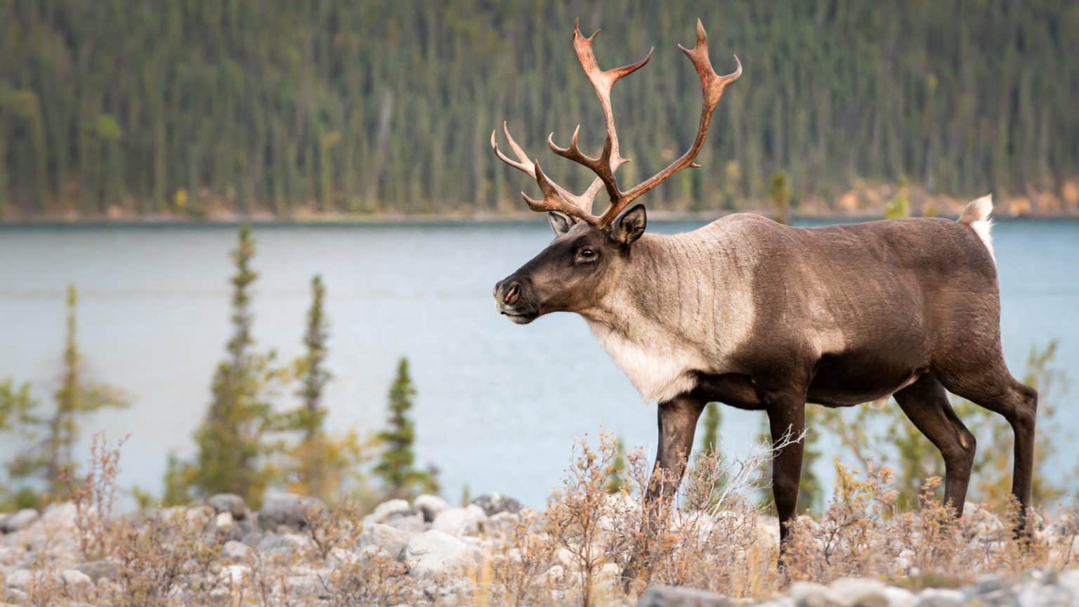 18 Longest Animal Migrations That Redefine Endurance in Nature