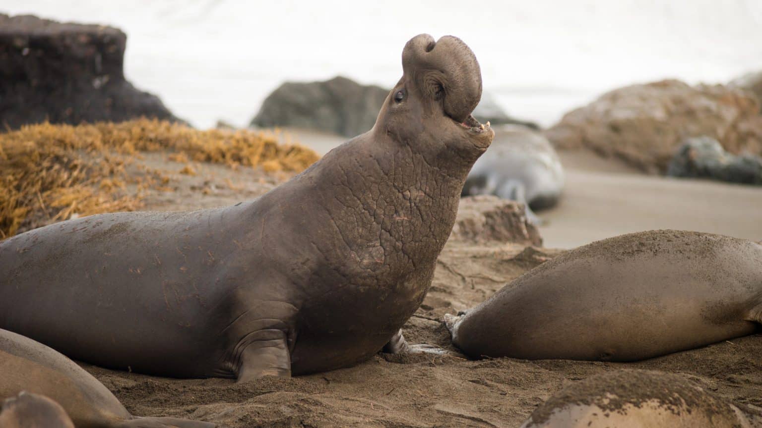 18 Longest Animal Migrations That Redefine Endurance in Nature