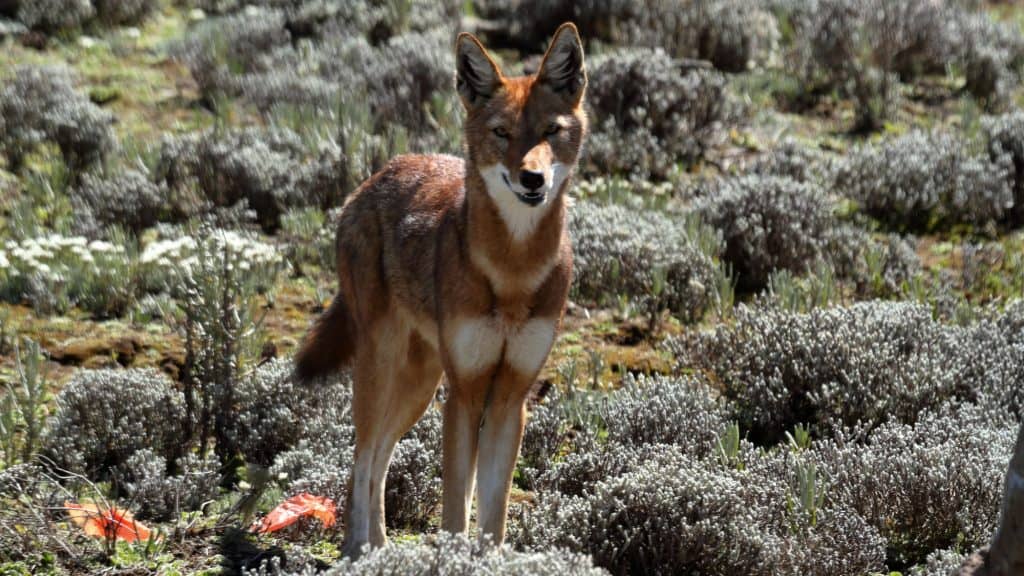18 Elusive Creatures You’ll Need to Be Lucky to See In The Wild
