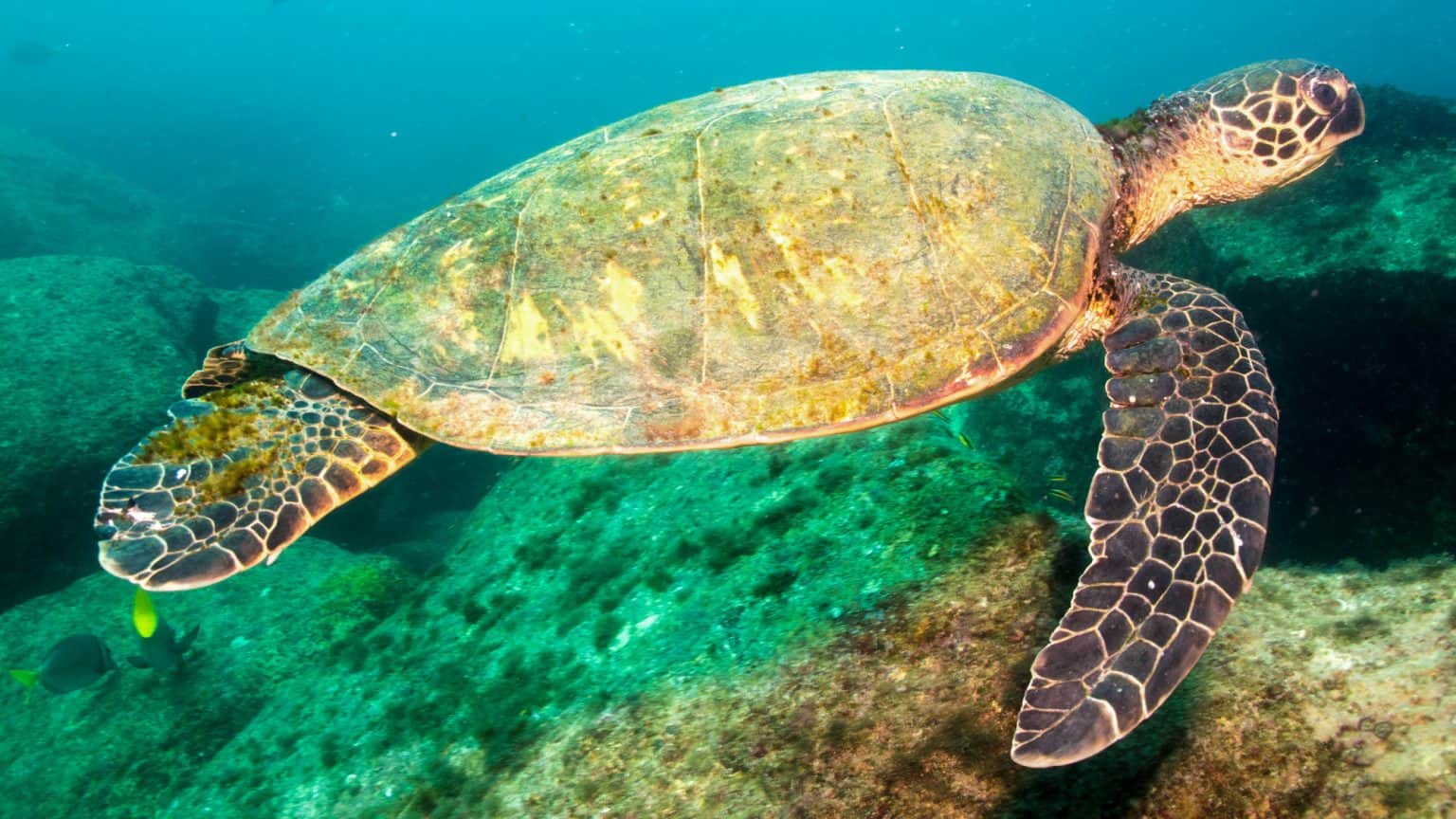 18 Longest Animal Migrations That Redefine Endurance in Nature