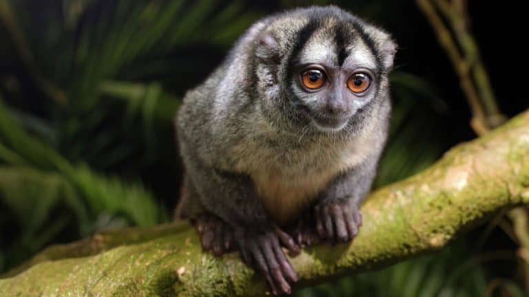12 Reasons Monkeys Are More Amazing Than You Thought