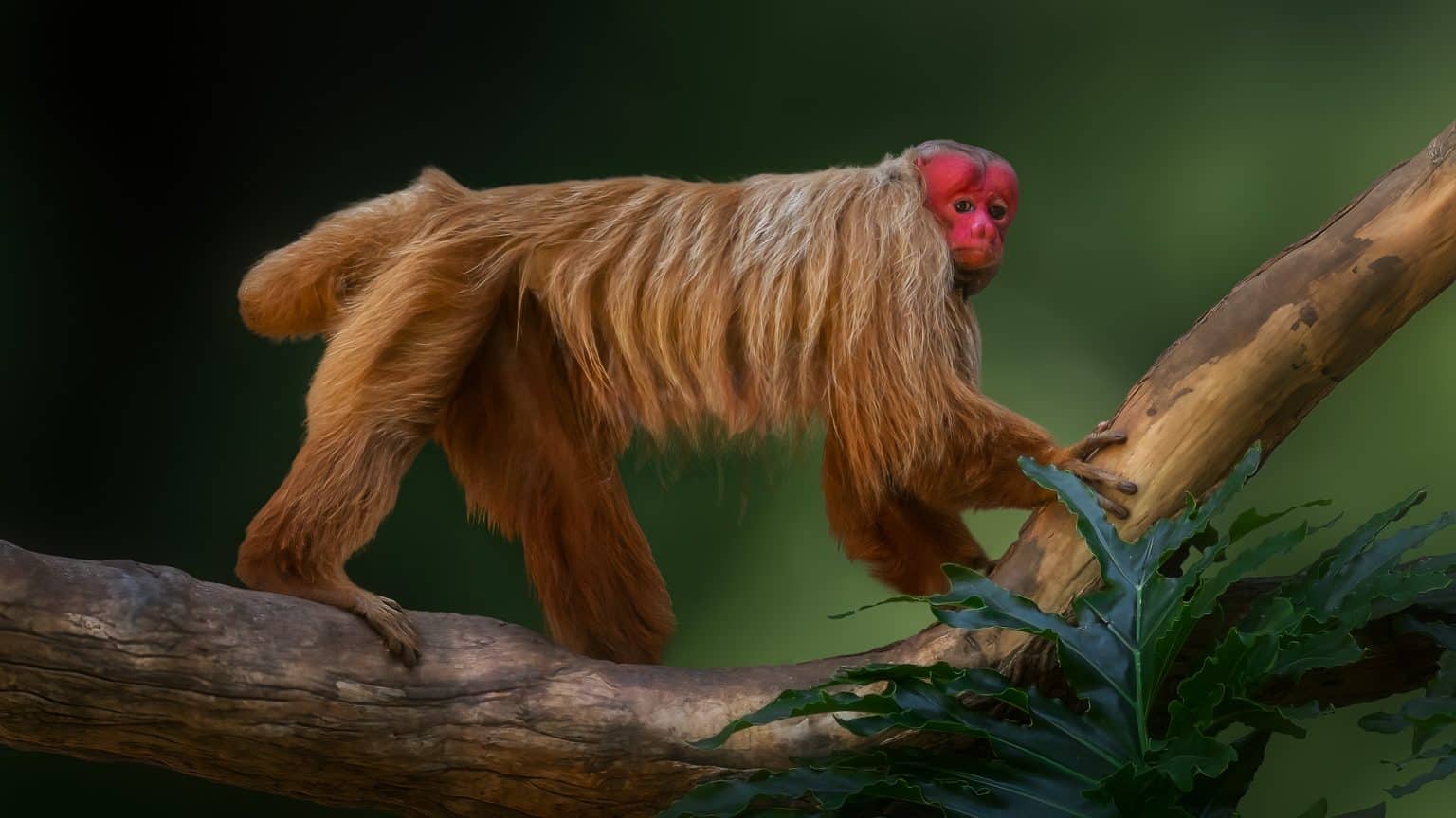 18 Elusive Creatures You’ll Need to Be Lucky to See In The Wild