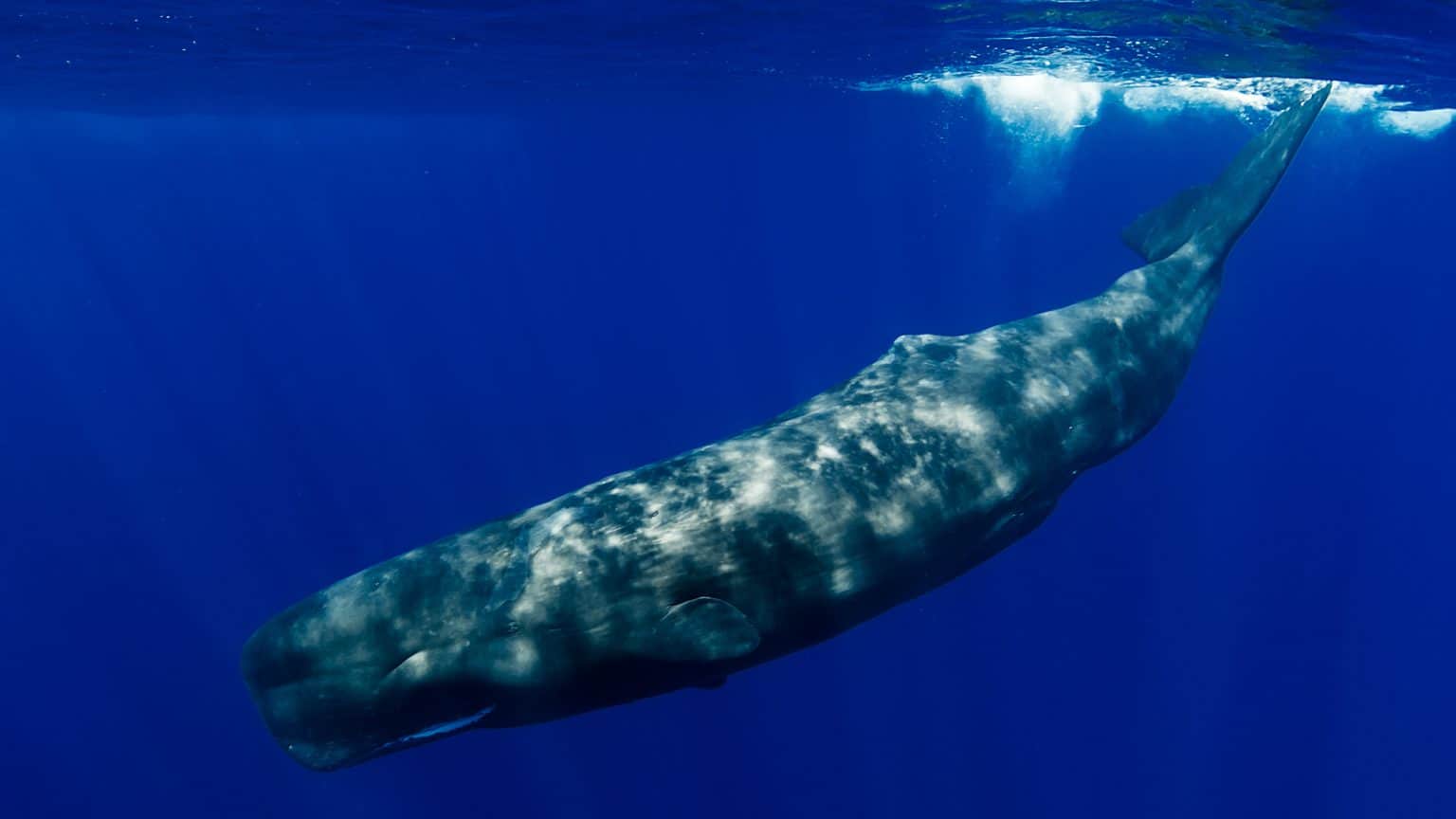 18 Longest Animal Migrations That Redefine Endurance in Nature