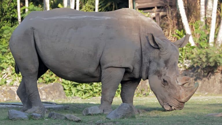 18 Elusive Creatures You’ll Need to Be Lucky to See In The Wild