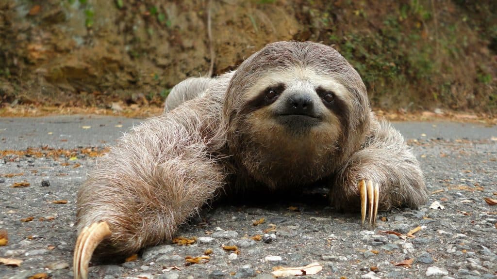 18 Elusive Creatures You’ll Need to Be Lucky to See In The Wild