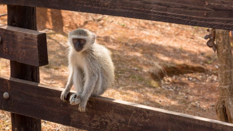 12 Reasons Monkeys Are More Amazing Than You Thought