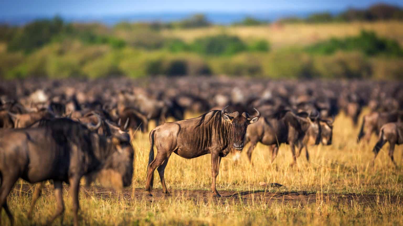 18 Longest Animal Migrations That Redefine Endurance in Nature