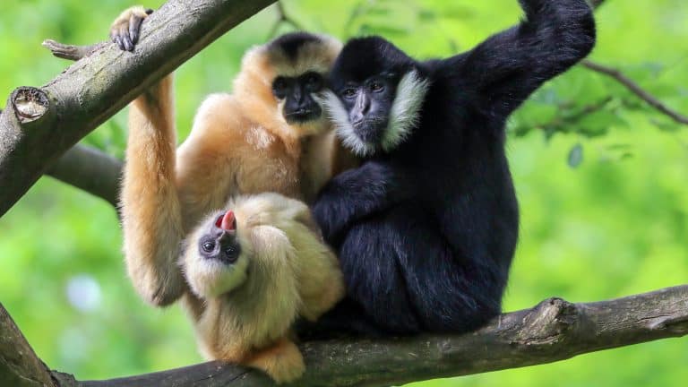 12 Reasons Monkeys Are More Amazing Than You Thought