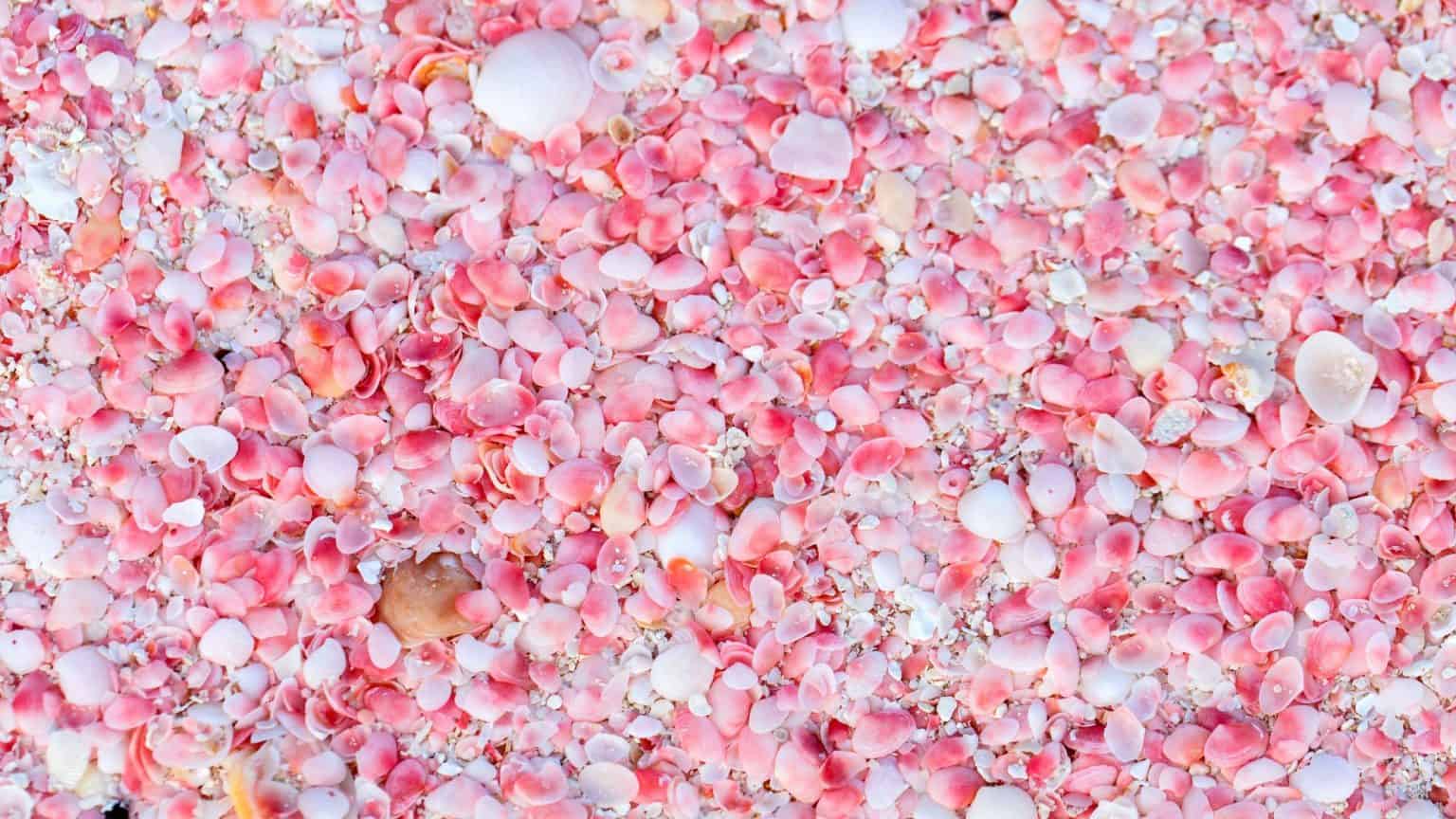 11 Pink Sand Beaches You’ll Be Mad You Didn’t Discover Sooner