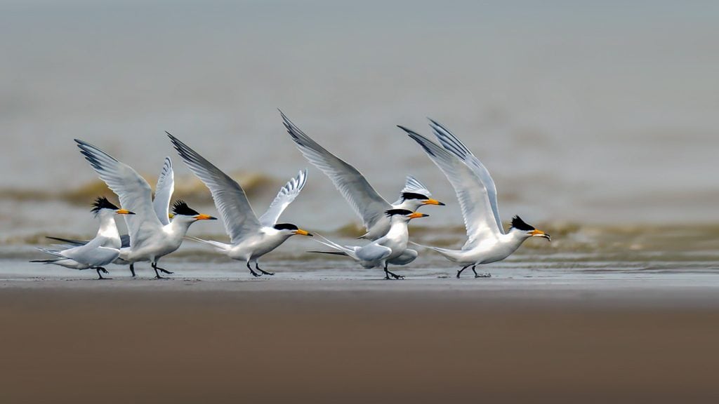 13 Mysterious Birds That Are Almost Impossible To See In The Wild