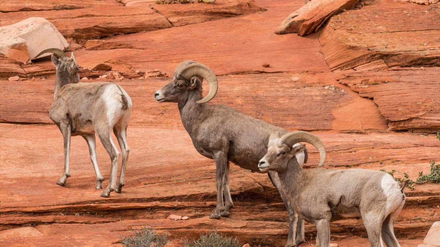 25 Incredible Animals In Arches National Park That Prove The Desert Is