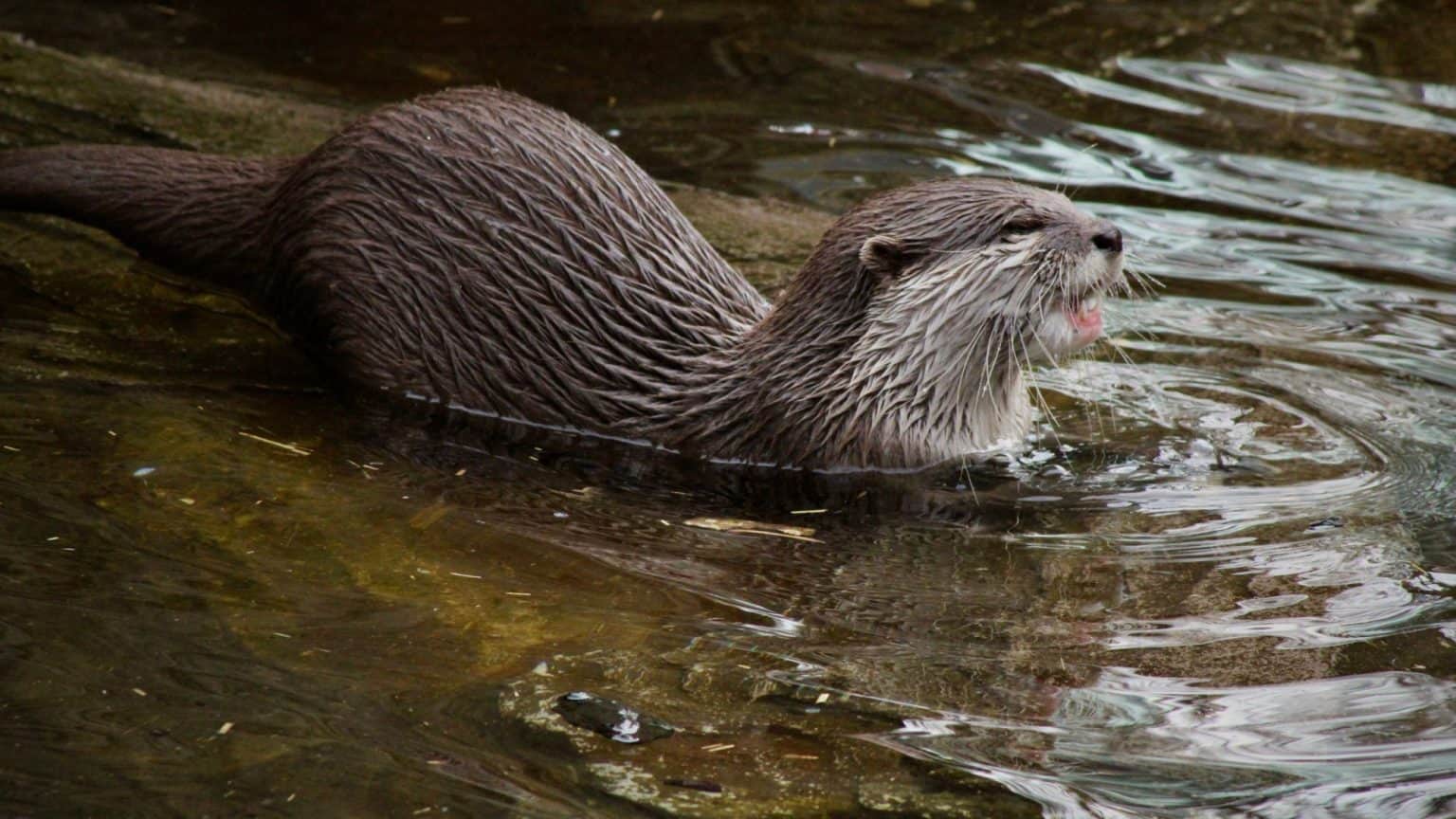12 National Park Mammals That Turn Sightings Into Once-In-A-Lifetime ...