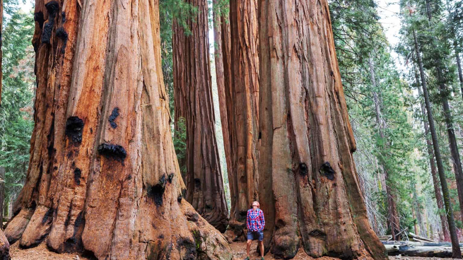 Discover The 14 Most Fascinating Forests In The U.S.
