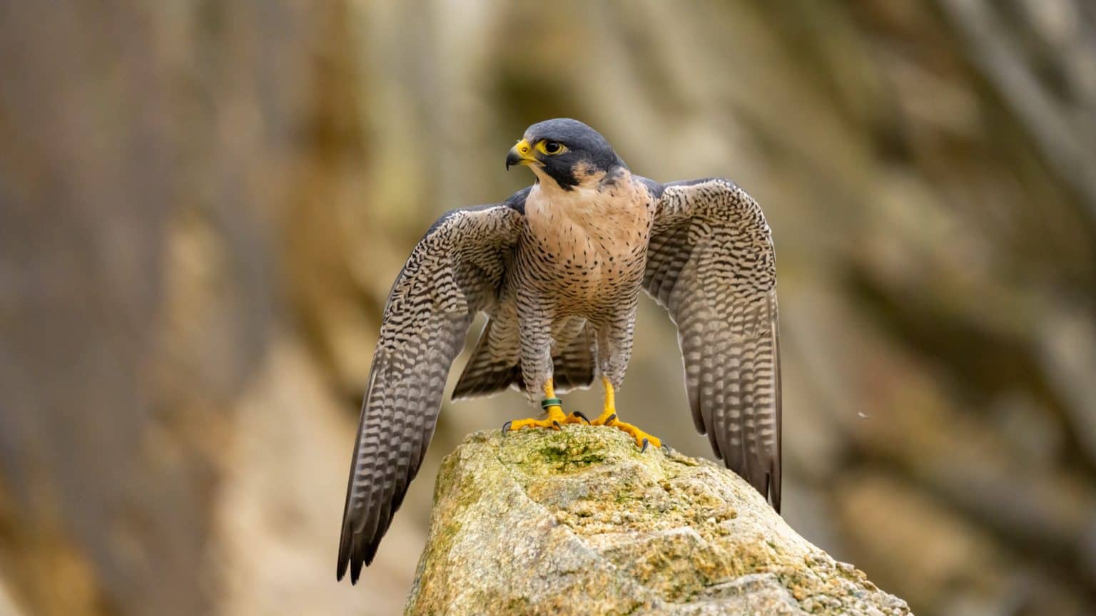 14 Birdwatching Destinations Around The World That Are Pure Magic