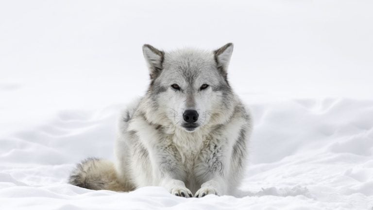 11 Covert Critters To Spot In National Parks During The Snowy Months