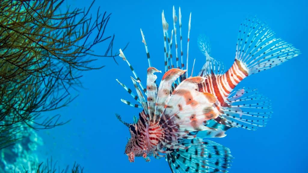 13 Scariest Underwater Monsters You Could Encounter And Why They’re the ...