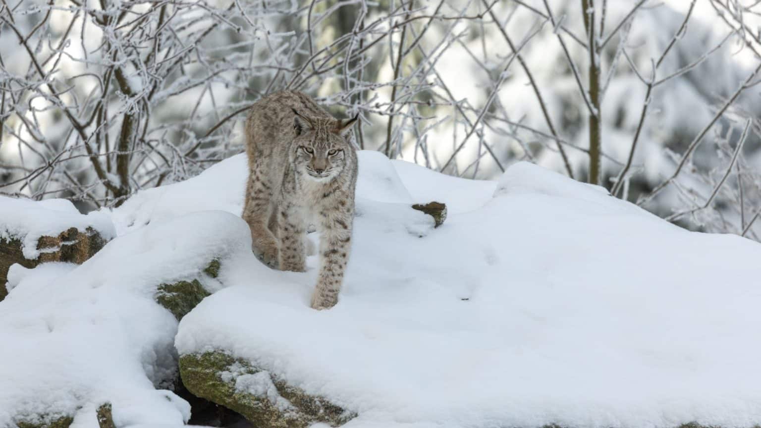 11 Elusive Winter Wildlife Sightings That Prove National Parks Don’t ...