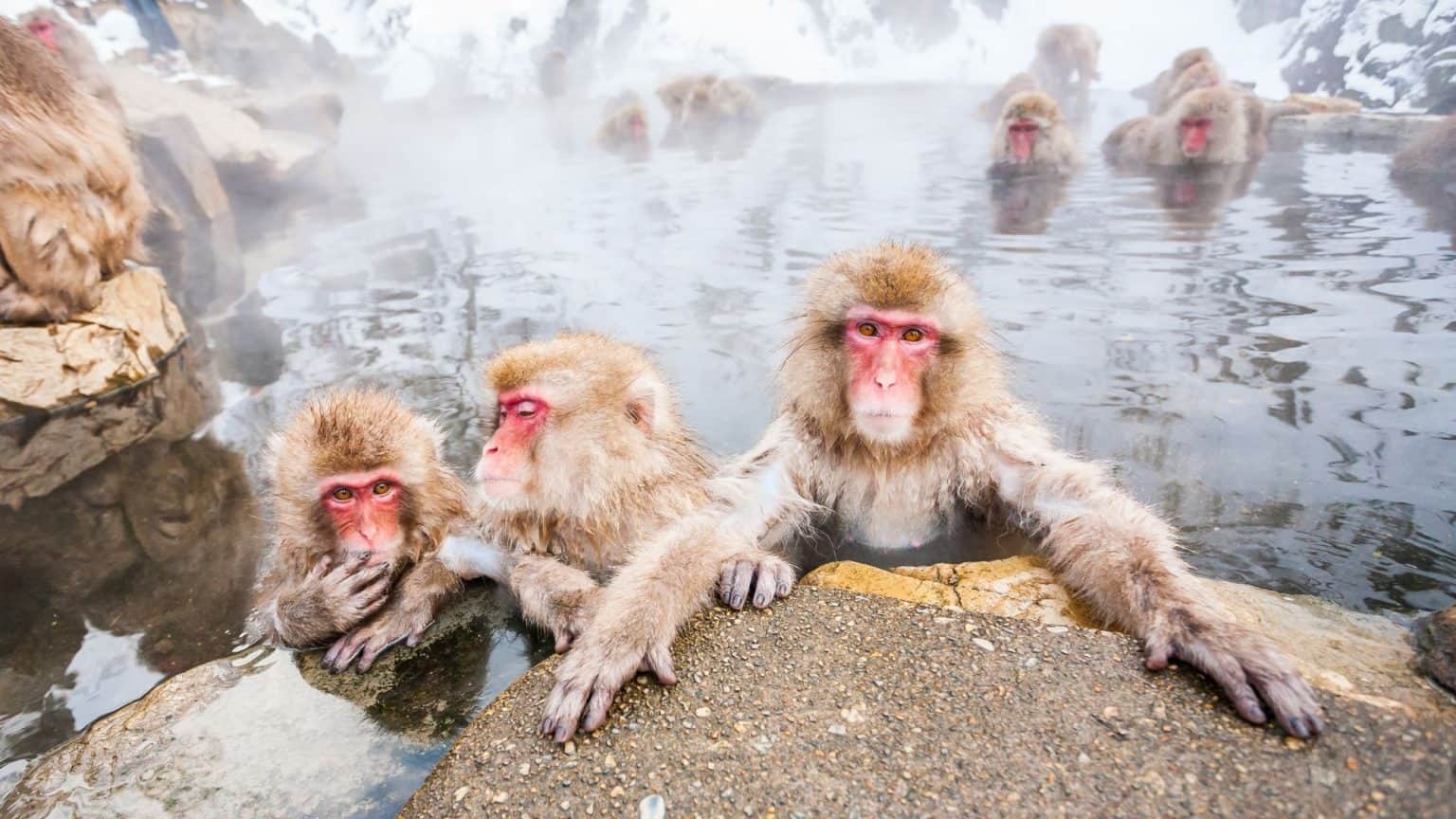 11 Jaw-Dropping U.S. National Parks for Wildlife Enthusiasts