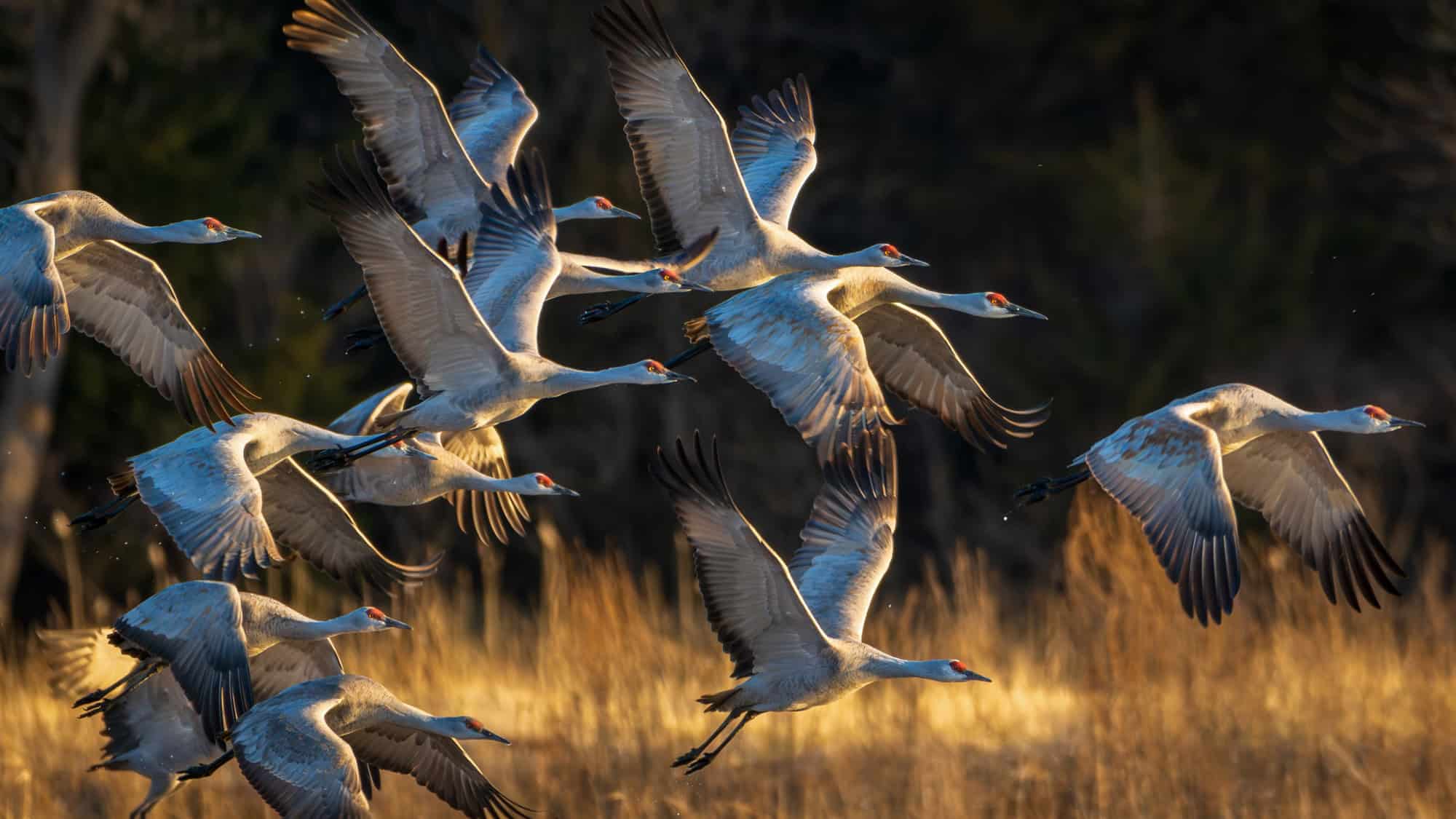 14 National Parks Where Winter Birdwatching Feels Like A Well-Kept Secret