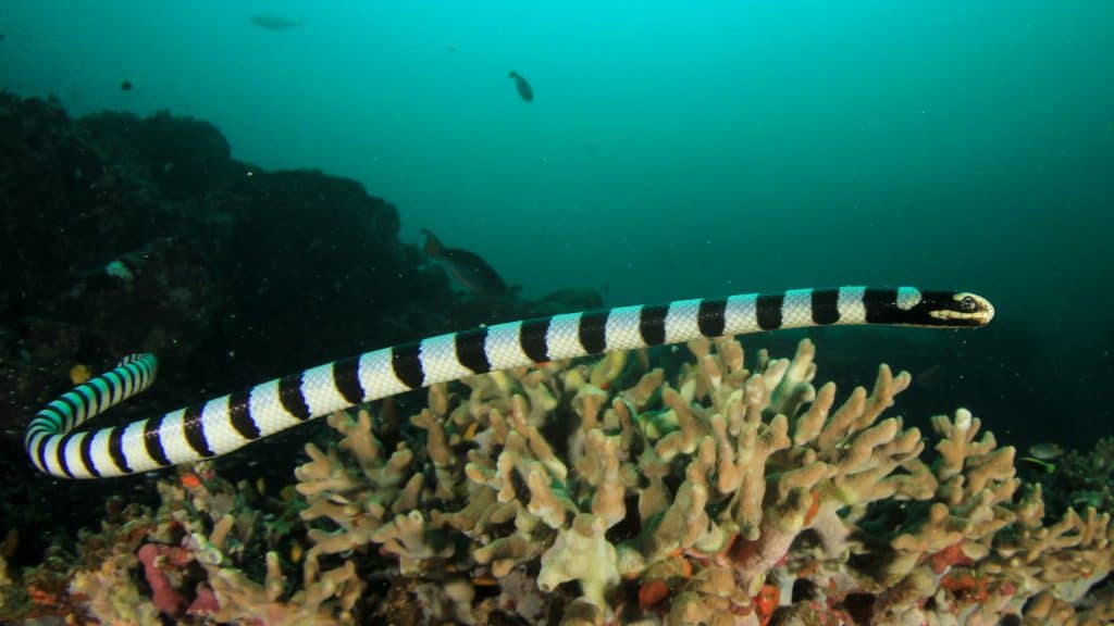 13 Scariest Underwater Monsters You Could Encounter And Why They’re the ...