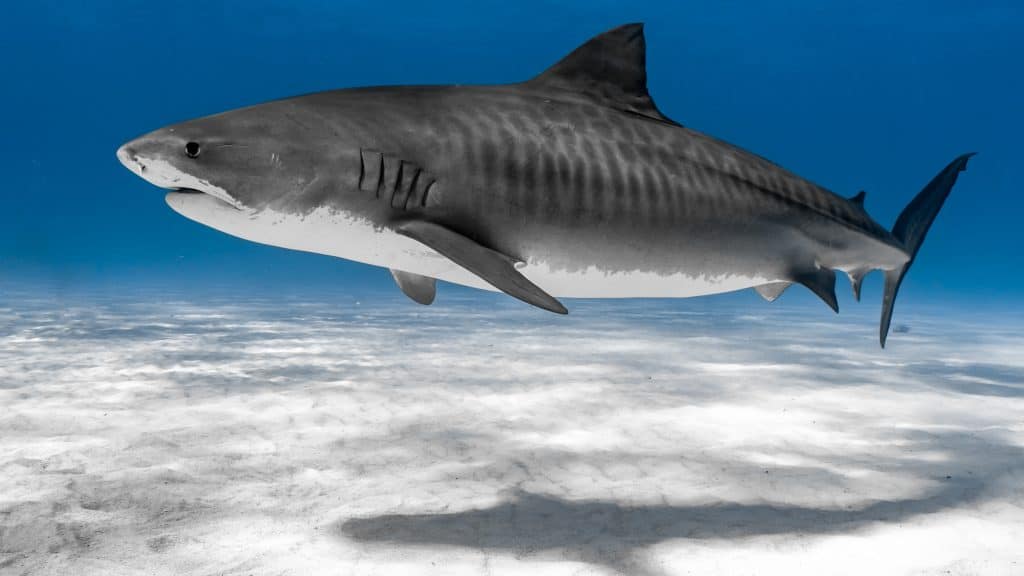 13 Scariest Underwater Monsters You Could Encounter And Why They’re the ...