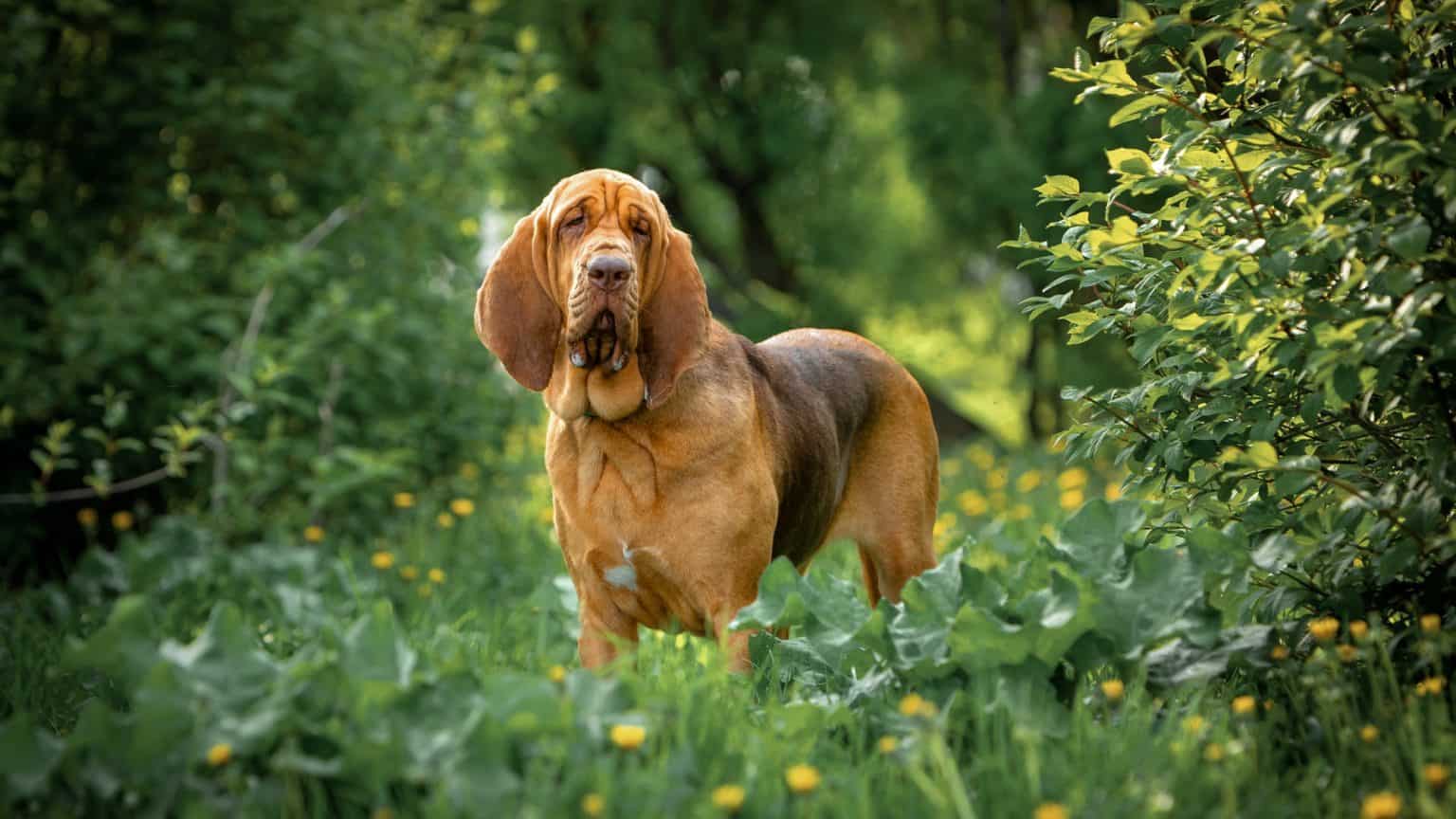 16 Creatures That Prove The Nose Can Be The Most Important Tool