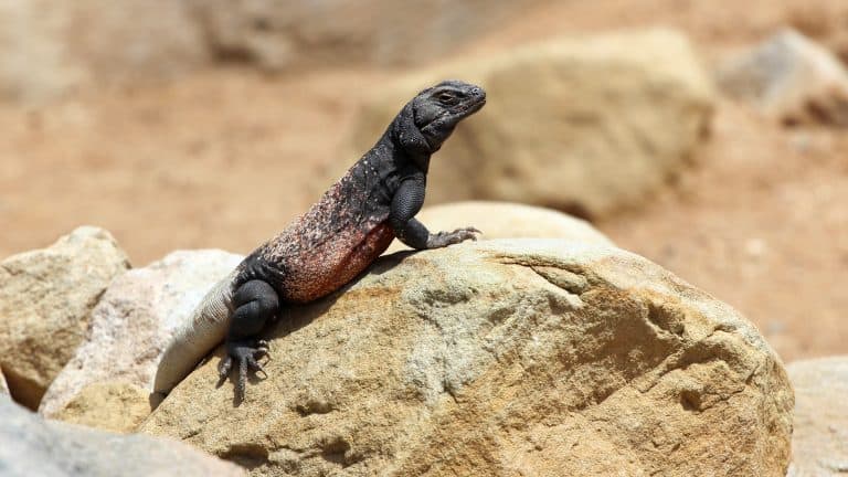Awesome Animals in Arches National Park To Spot On A Visit