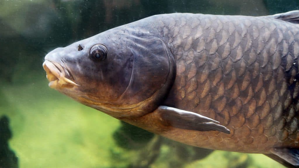 15 Animals That Learned to Live With Us Instead of Vanishing