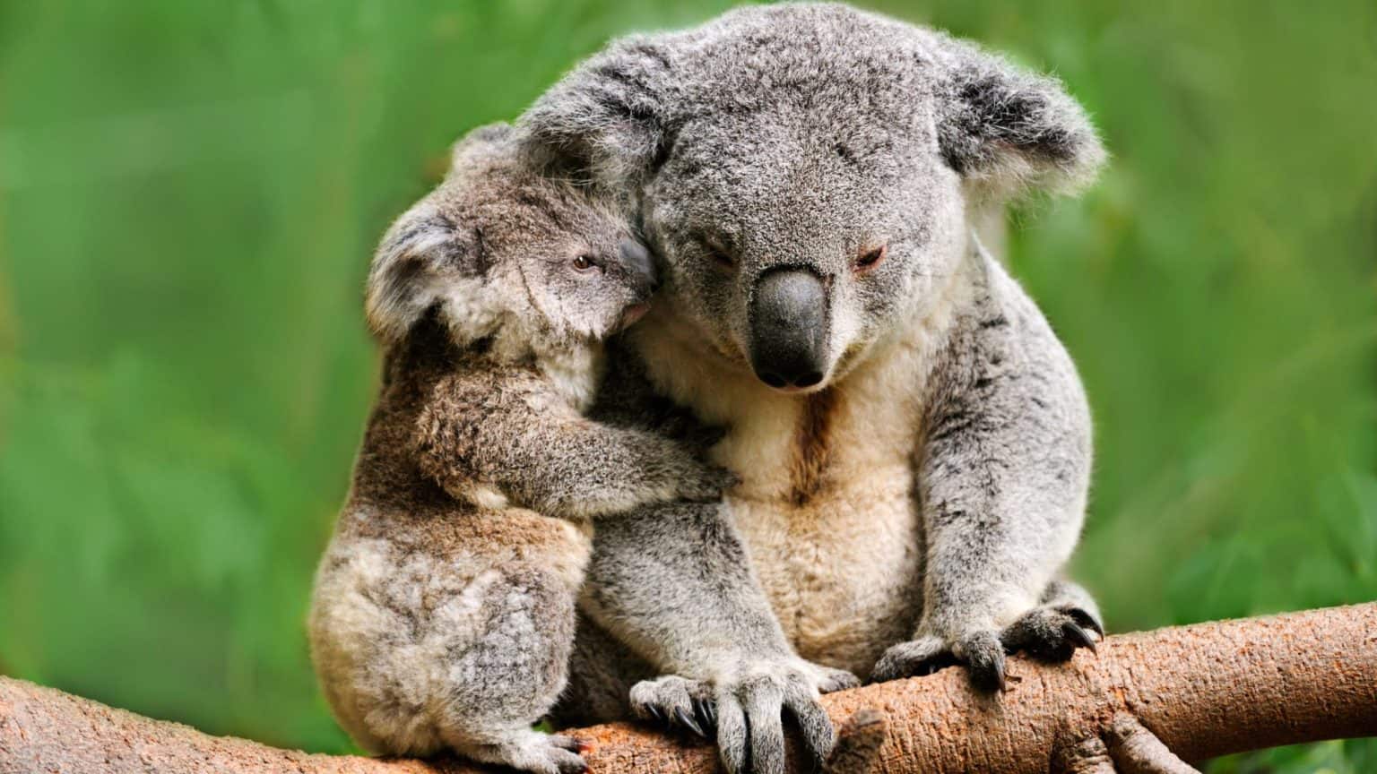 15 Animals So Smart They’ll Make You Rethink Who’s Watching Who