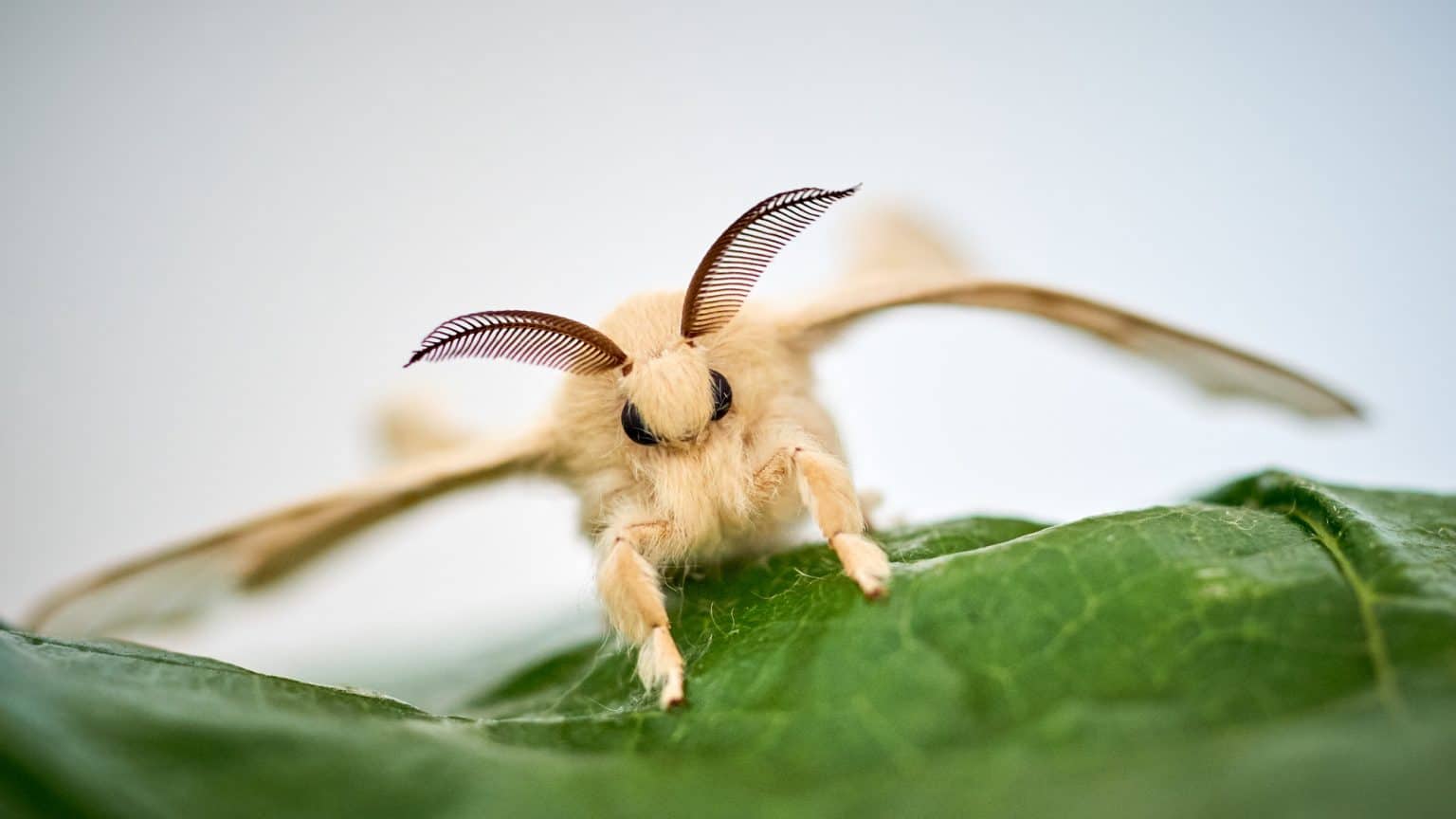 16 Creatures That Prove The Nose Can Be The Most Important Tool