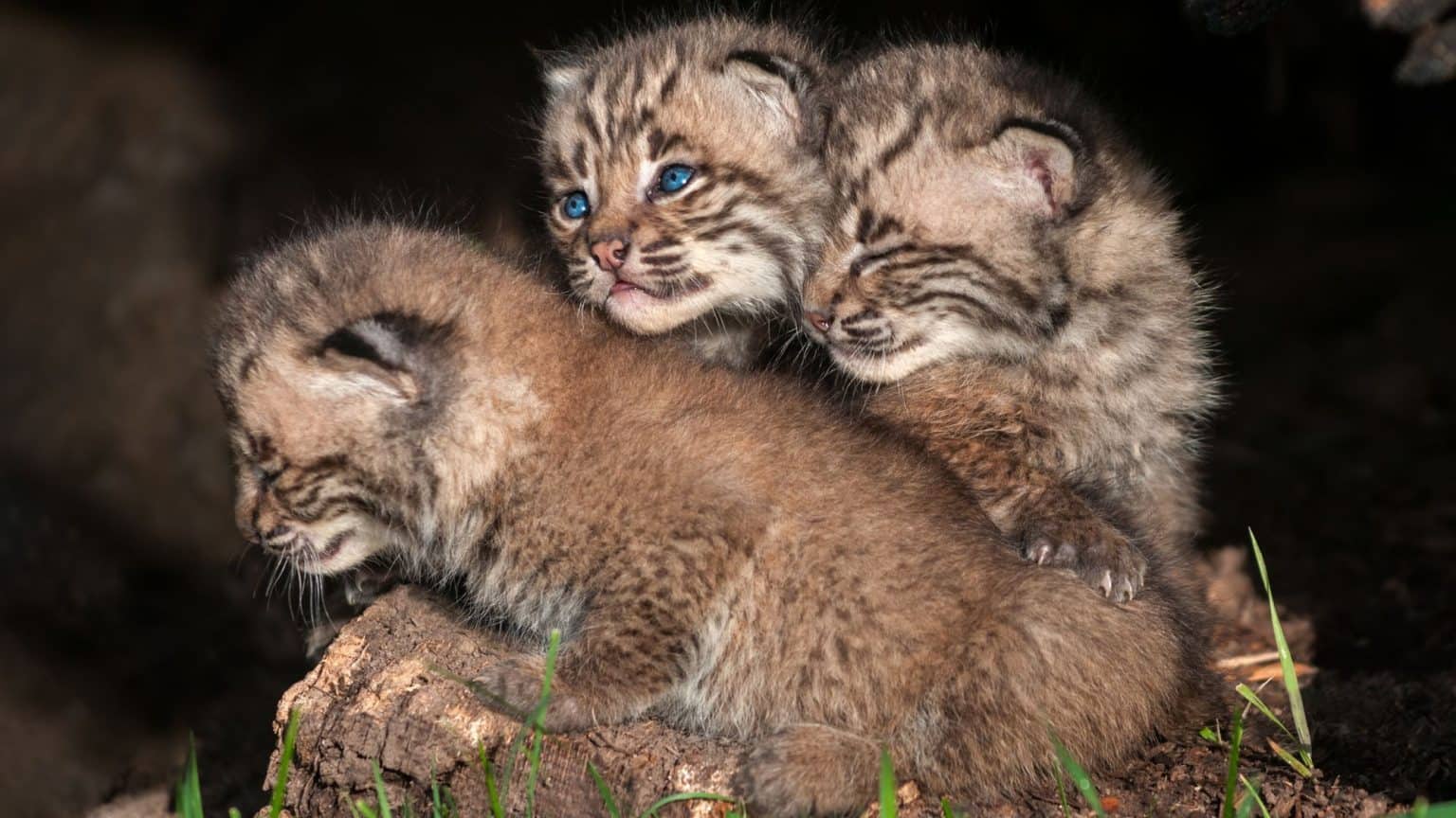 14 Parks Where Spring Brings Unbelievably Cute Animal Newborns