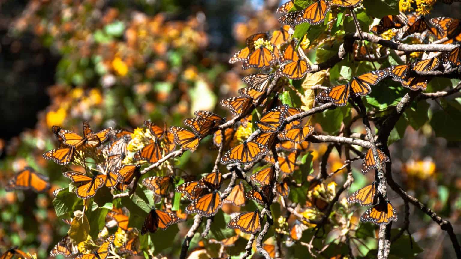 15 Breathtaking Nature Sanctuaries Where Butterflies Turn The Air Into Art