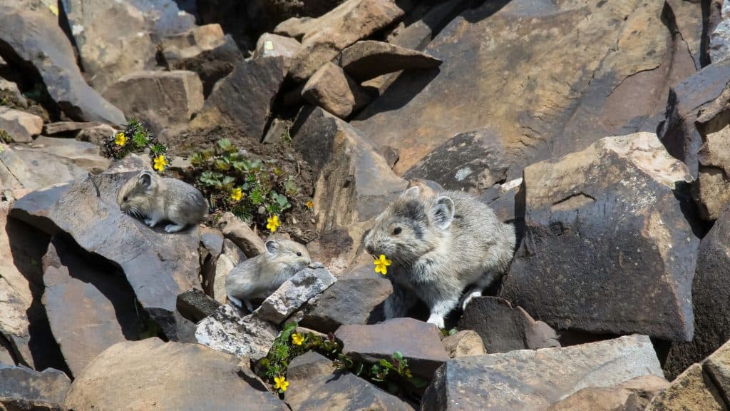 14 Parks Where Spring Brings Unbelievably Cute Animal Newborns