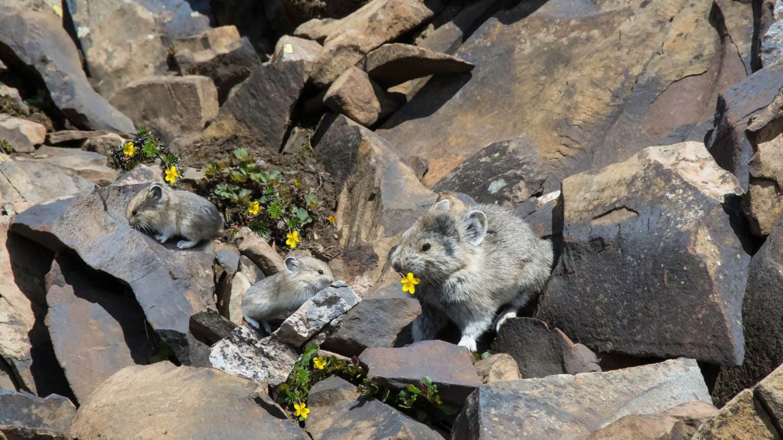 14 National Parks Where The Cutest Baby Animals Are Born Each Spring
