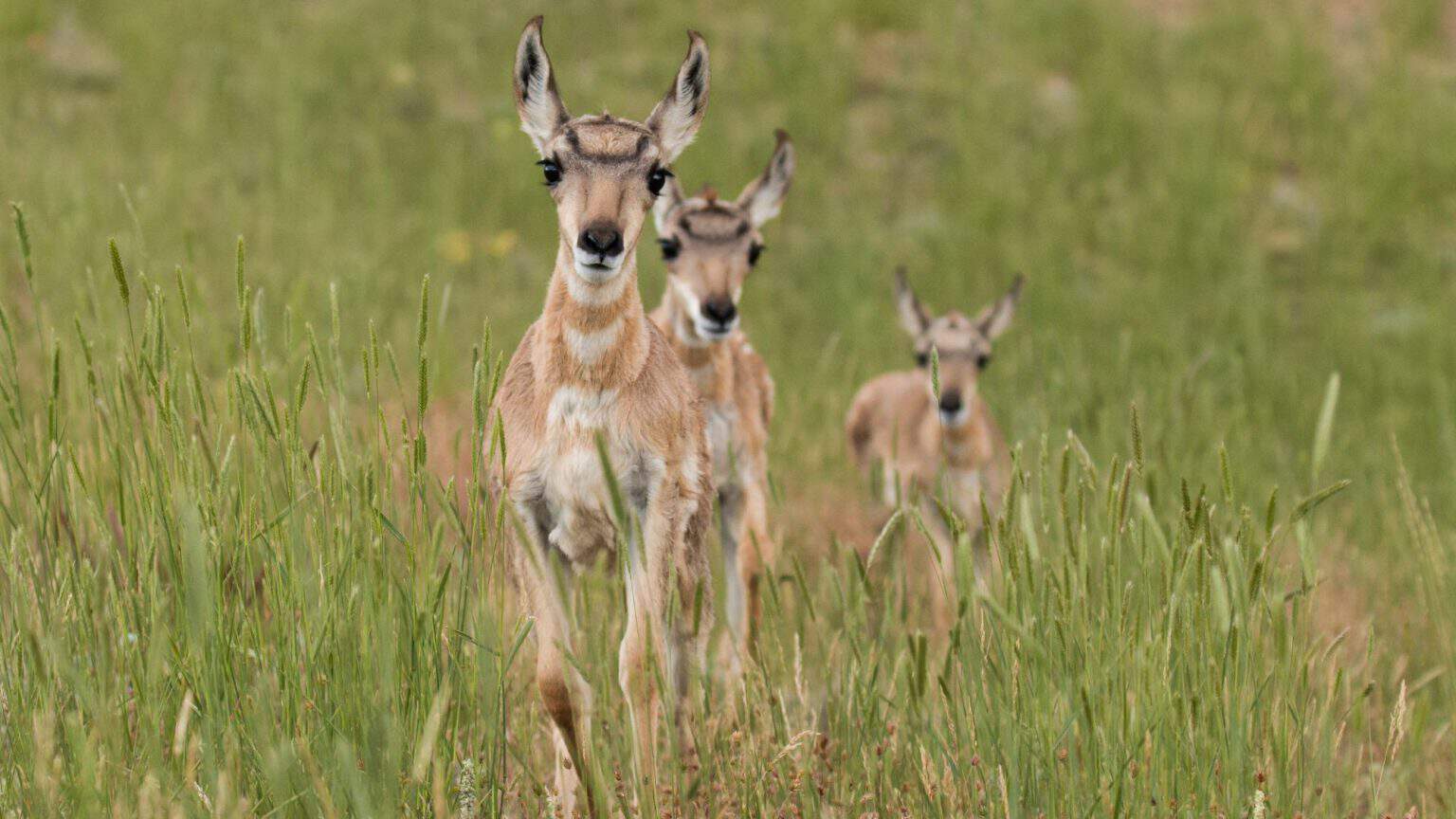 14 Parks Where Spring Brings Unbelievably Cute Animal Newborns