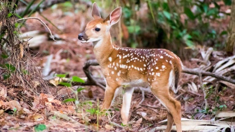 14 Parks Where Spring Brings Unbelievably Cute Animal Newborns