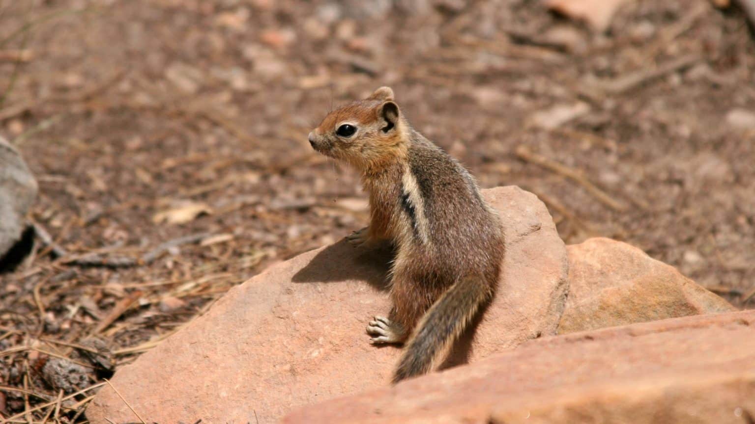 Awesome Animals in Arches National Park To Spot On A Visit