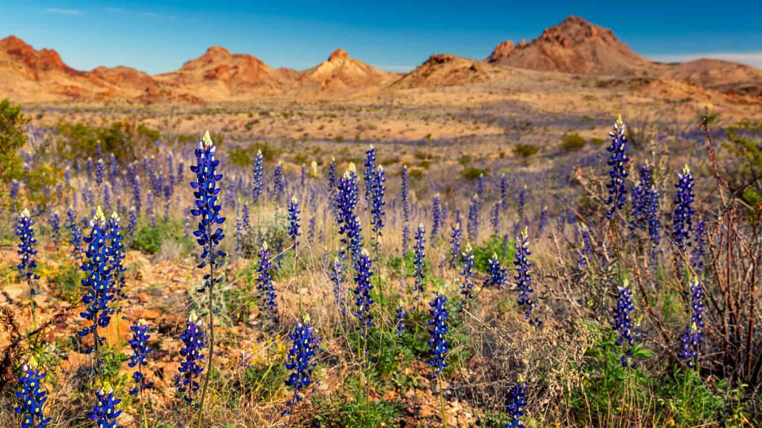 15 Parks That Transform Into Spectacular, Camera-Worthy Landscapes ...