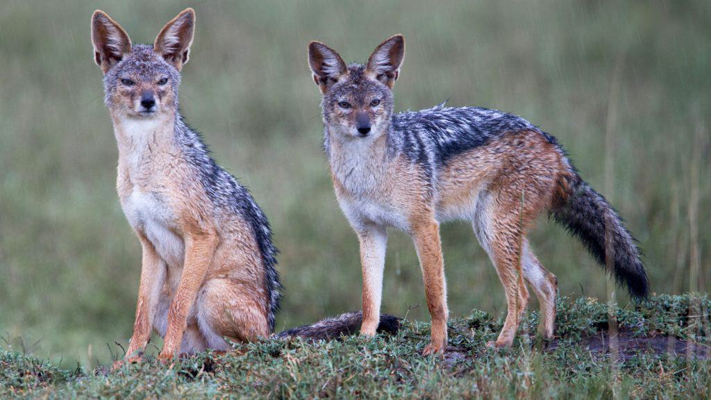 14 Rare Animal Duos That Stay Loyal Against All Odds