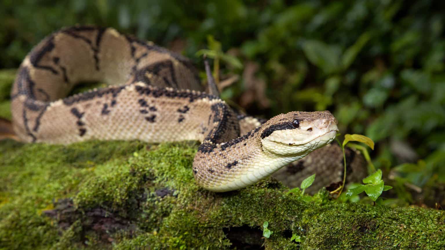 15 High-Risk Rainforest Animals That Demand Caution And Quick Thinking
