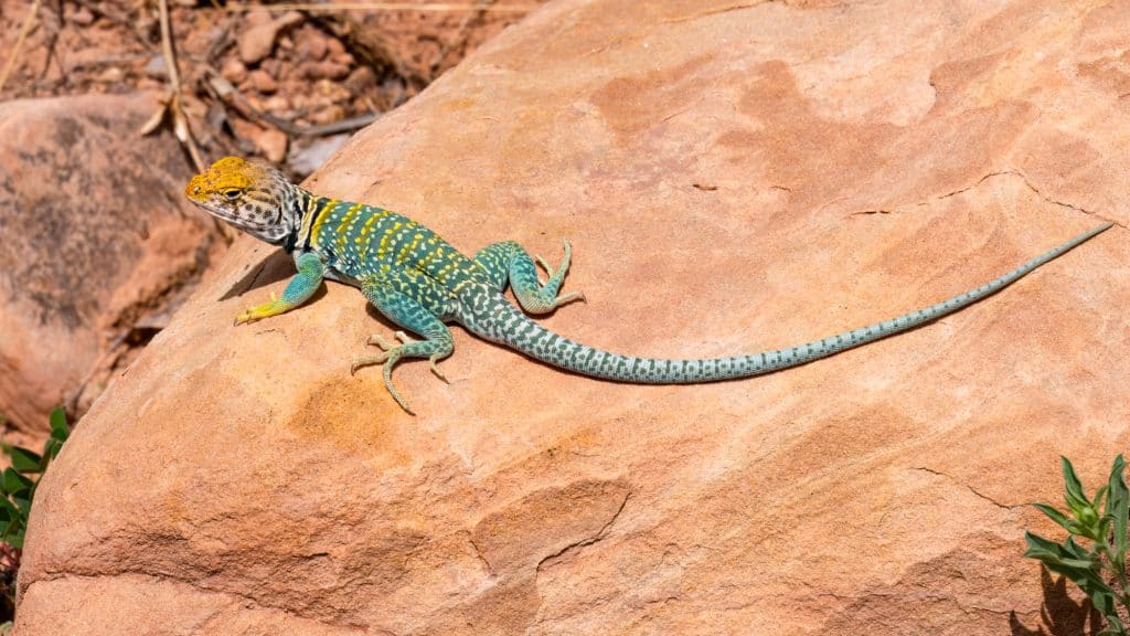 25 Incredible Animals In Arches National Park That Prove The Desert Is ...