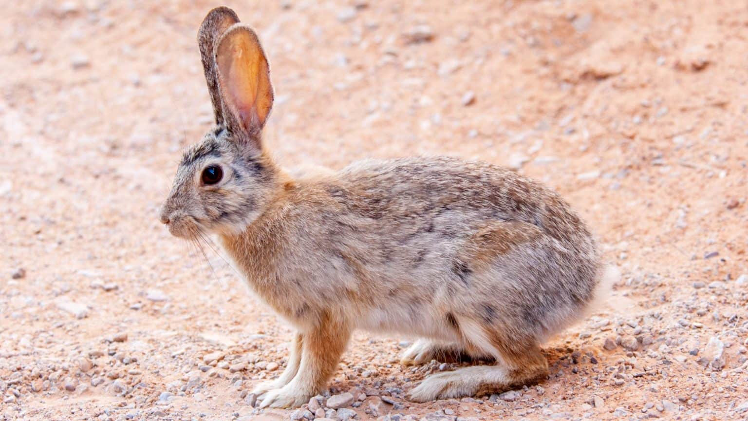 25 Incredible Animals In Arches National Park That Prove The Desert Is ...