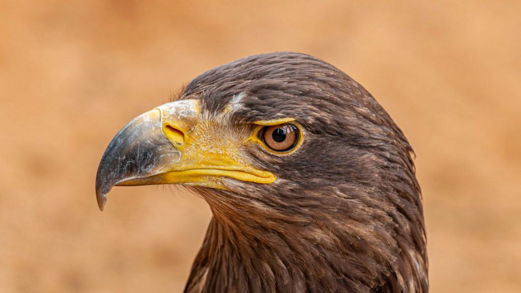 25 Incredible Animals In Arches National Park That Prove The Desert Is ...