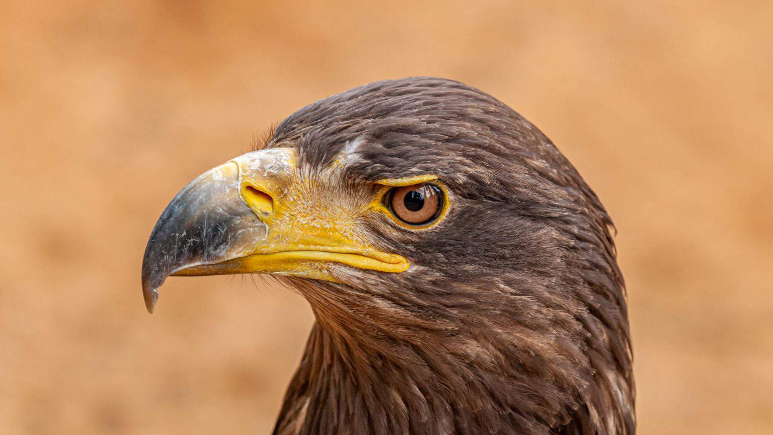 25 Incredible Animals In Arches National Park That Prove The Desert Is ...