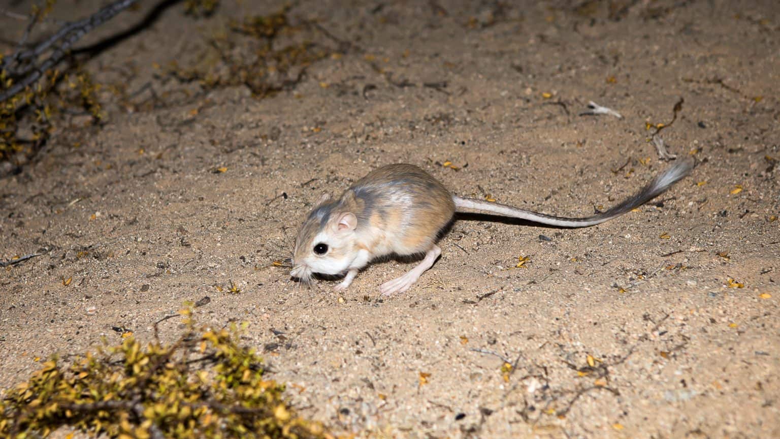 25 Incredible Animals In Arches National Park That Prove The Desert Is ...