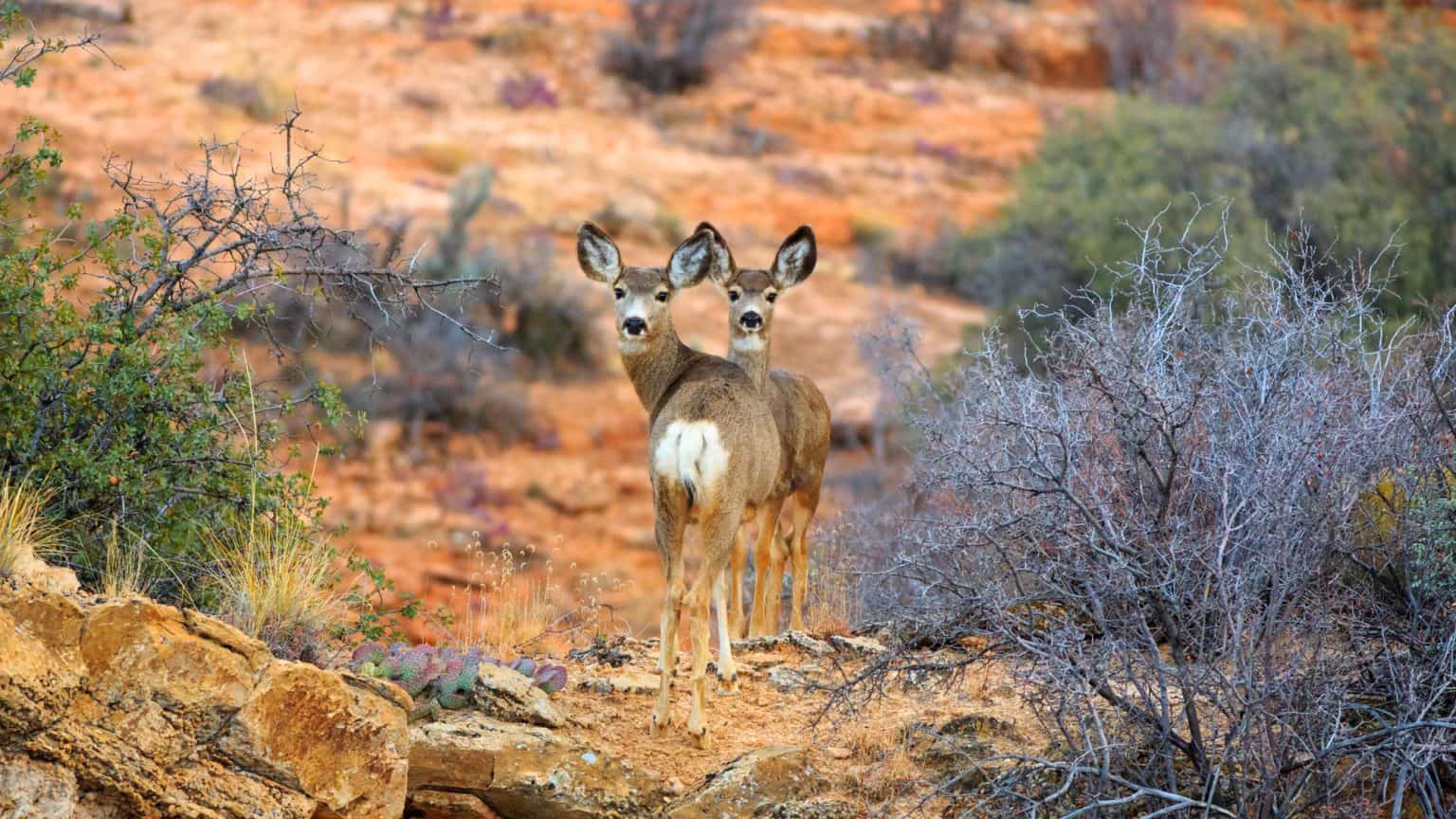 25 Incredible Animals In Arches National Park That Prove The Desert Is ...