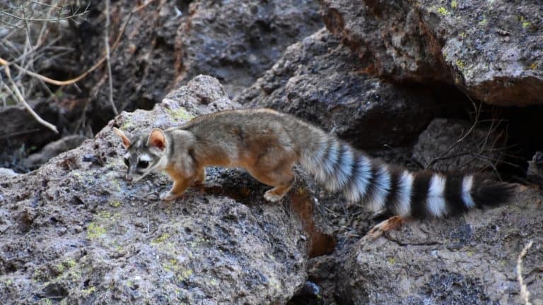 25 Incredible Animals In Arches National Park That Prove The Desert Is ...