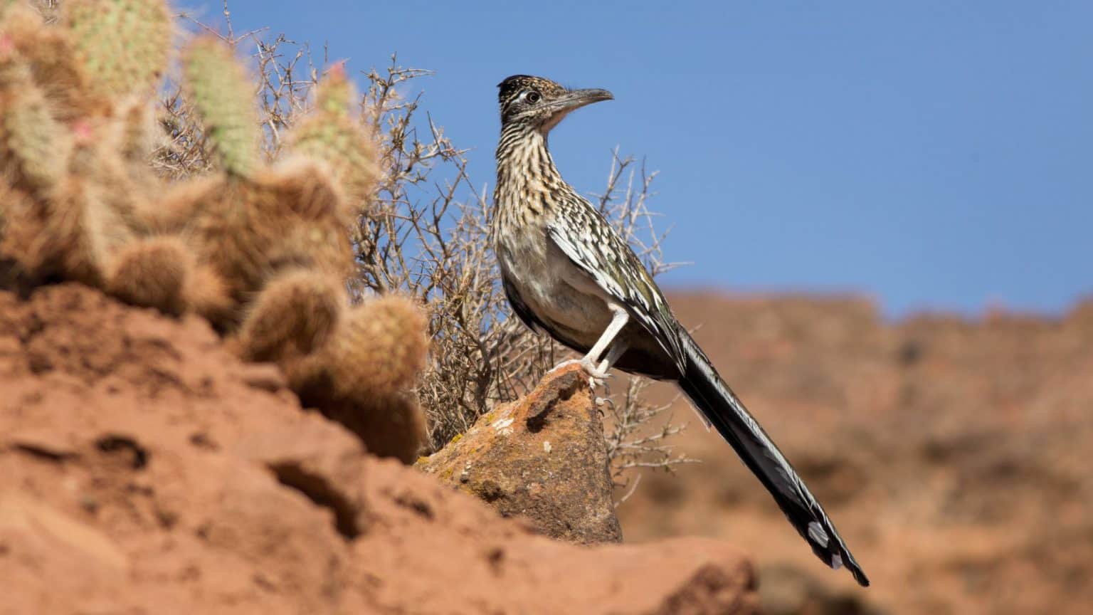 25 Incredible Animals In Arches National Park That Prove The Desert Is ...