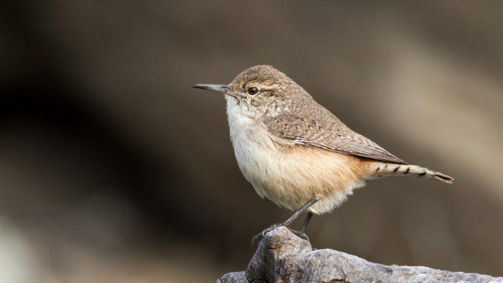 25 Incredible Animals In Arches National Park That Prove The Desert Is ...